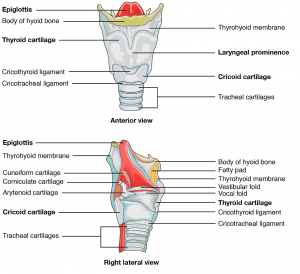 Respiratory System- Anatomy